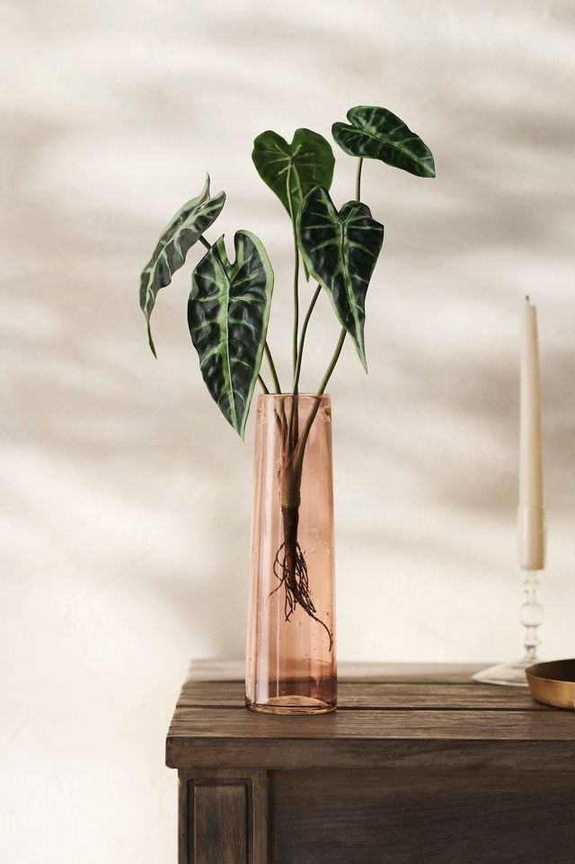 Alocasia Leaves with Roots | AnthroLiving