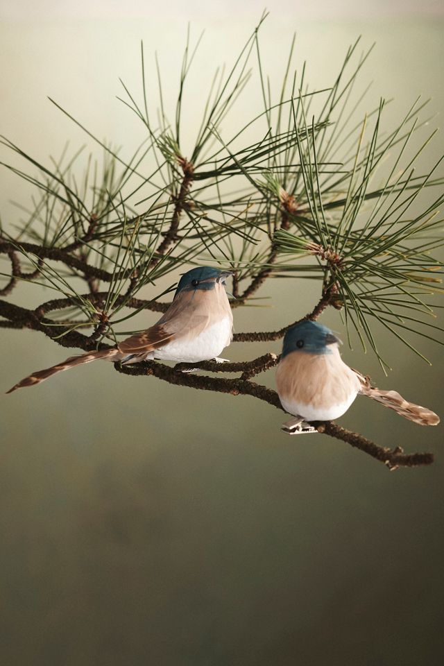 Love Bird Clips, Set of 2 | AnthroLiving