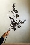 Faux Leafy Spray, Black | AnthroLiving
