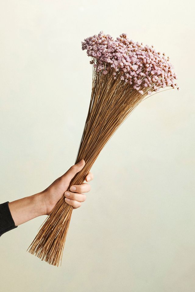 Preserved Glixia Stem Bunch | AnthroLiving