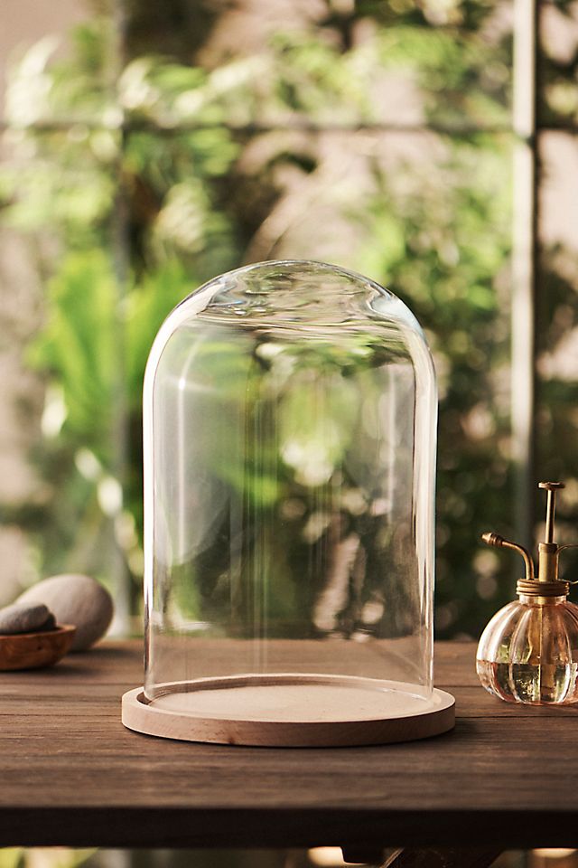 Glass Cloche with Wood Base | Terrain Glass Cloche with Wood Base | Terrain