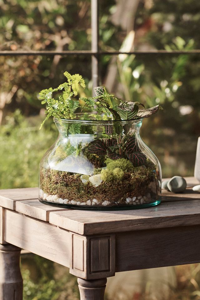 Bowl Recycled Glass Terrarium | AnthroLiving