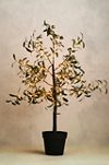 Stargazer Nature Effects LED Faux Olive Tree | AnthroLiving