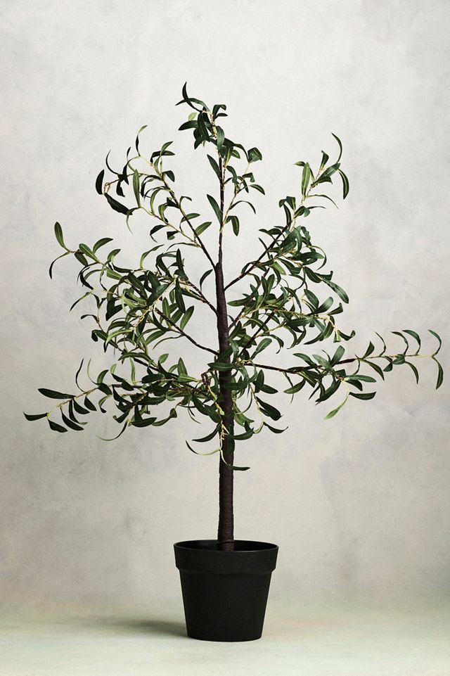Stargazer Nature Effects LED Faux Olive Tree | AnthroLiving
