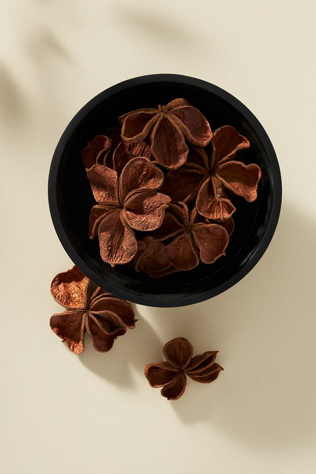 Dried Land Lotus Pod | AnthroLiving