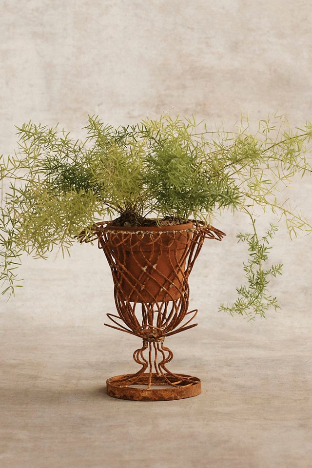 Aged Iron wire Tulip Urn | AnthroLiving