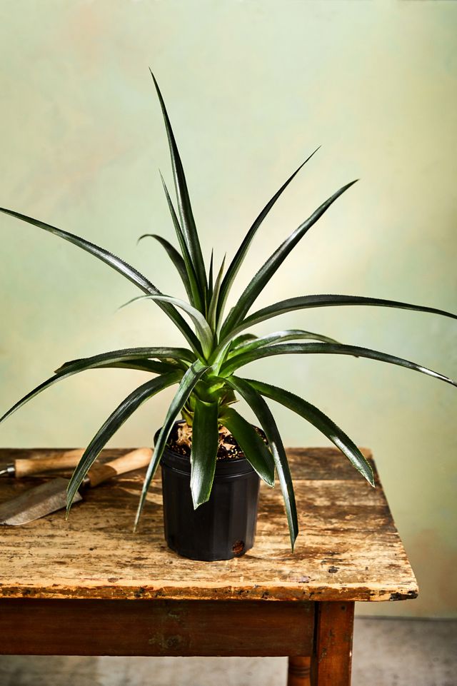 Pineapple Plant | AnthroLiving