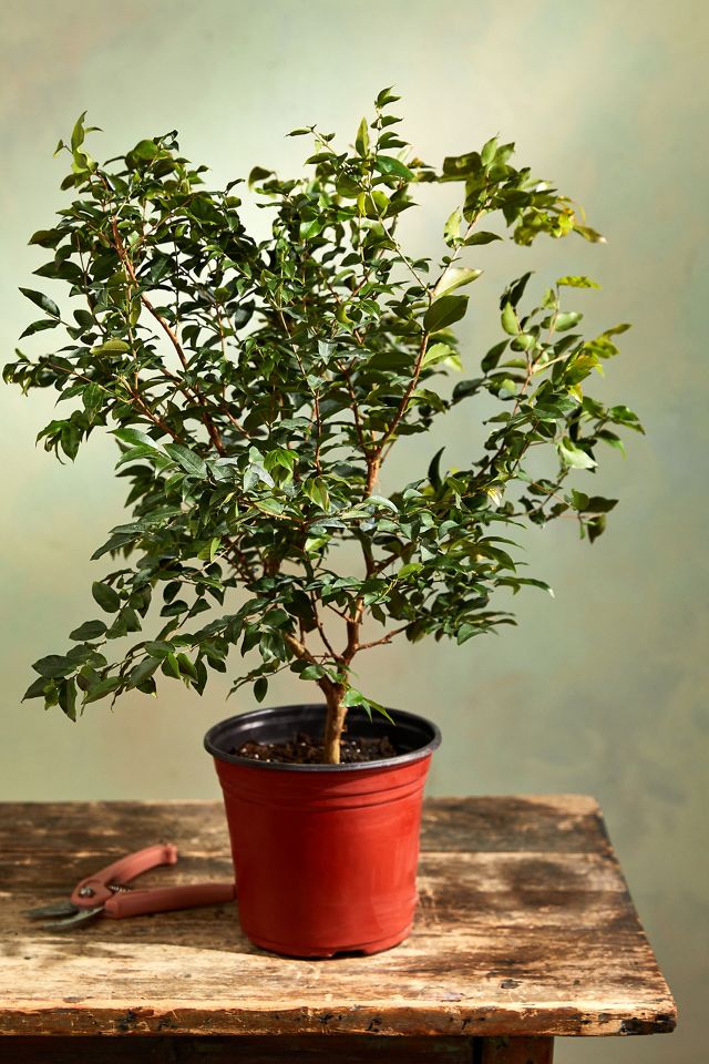 Jaboticaba Tree | AnthroLiving