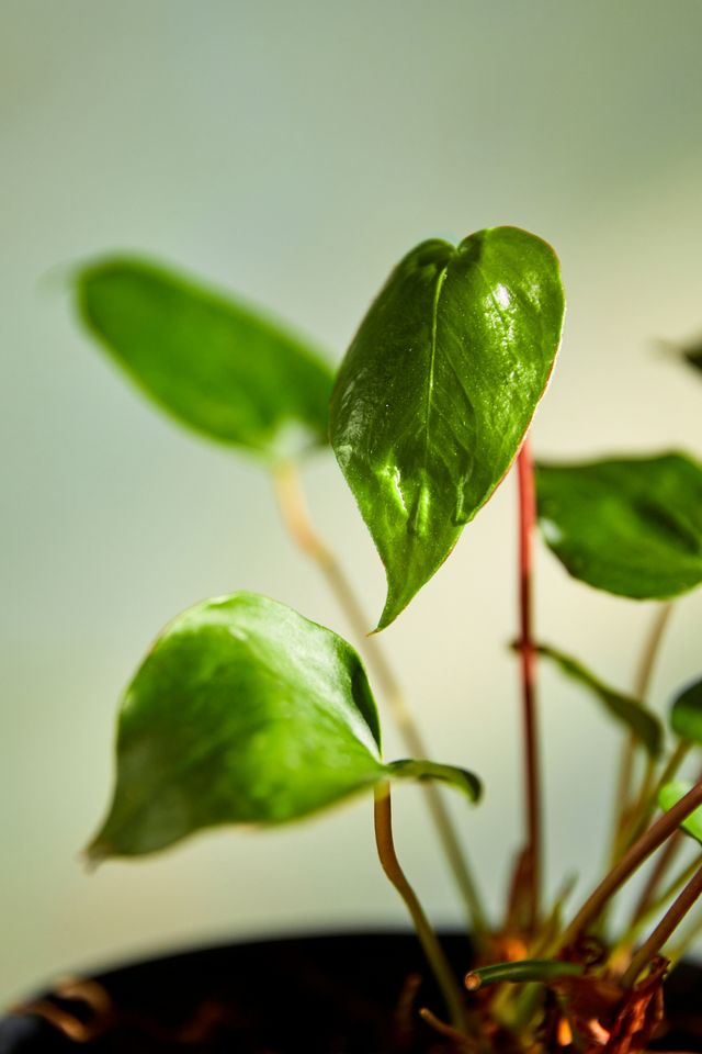 Oaxaca Anthurium | Terrain
