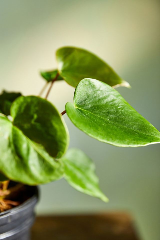 Oaxaca Anthurium | Terrain