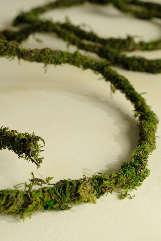 Grlnd Moss Vine | Anthropologie