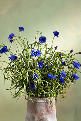 Fresh Cornflower Bunch | Terrain