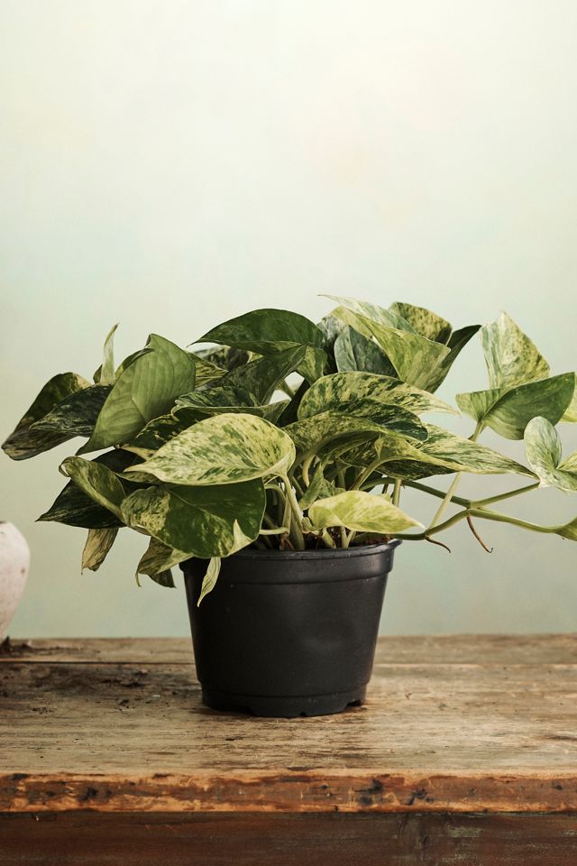 Pothos Marble Queen | Terrain