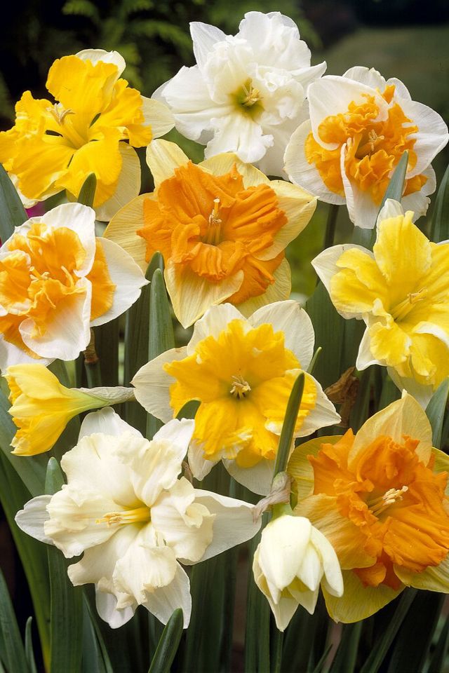 Narcissus Butterfly Mix Bulbs | Terrain