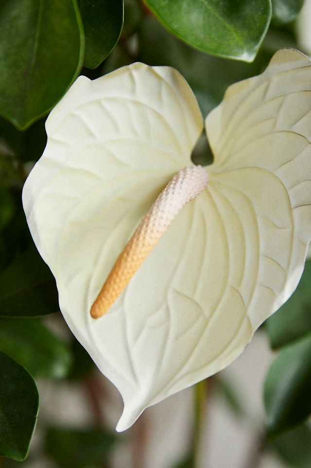 Anthurium Iron Stem | Anthropologie