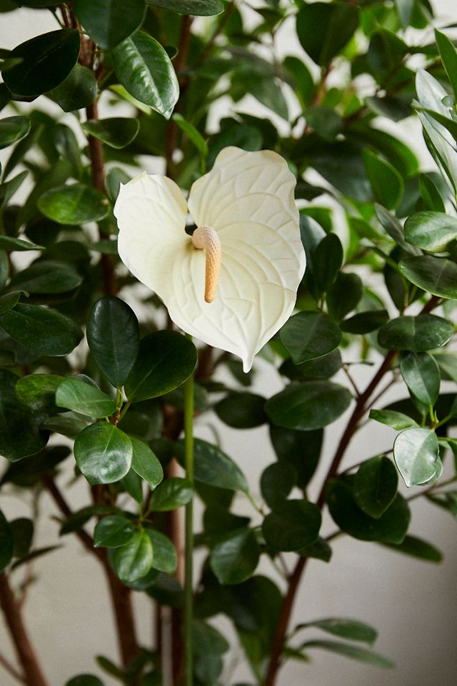 Anthurium Iron Stem | AnthroLiving