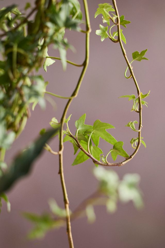 Angel Vine Heart Topiary, Gold Metal Pot | Terrain