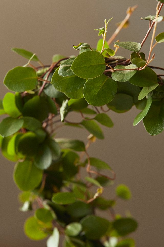 Angel Vine Heart Topiary, Gold Metal Pot | Terrain