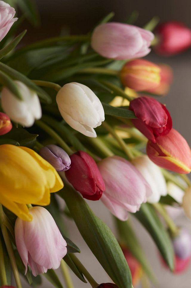 Fresh Mixed Tulip Bunch | Terrain