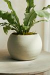 Ceramic Sphere Pot | AnthroLiving