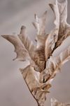 Faux Oak Leaf Stem | AnthroLiving