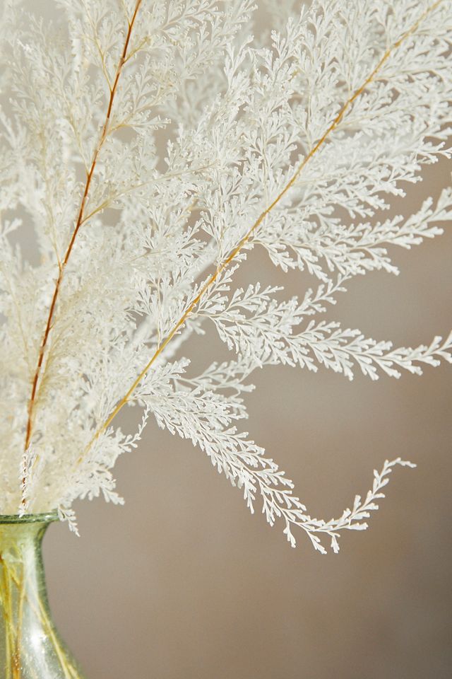 Preserved Bleached Fern Bunch | Terrain