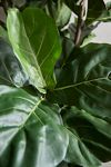 Faux Fiddle Leaf Fig, 7.5' | AnthroLiving