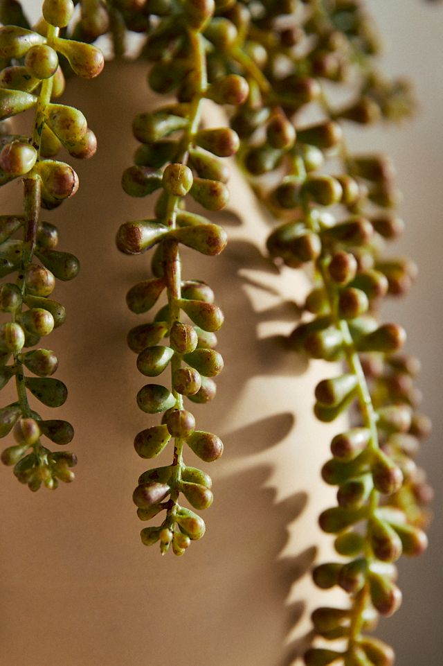 Faux Donkey Tail Fern Pick | Terrain