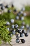 Blueberry Garland | AnthroLiving
