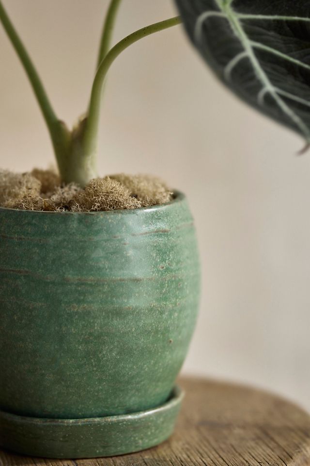 Evergreen Ceramic Pot + Saucer Set | Terrain