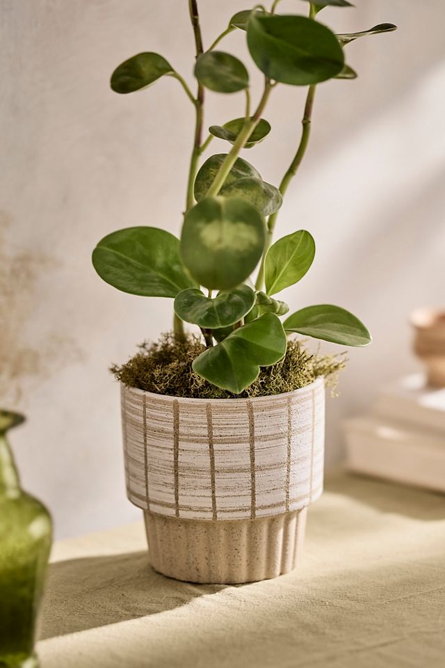 Grid Ceramic Pot | Terrain