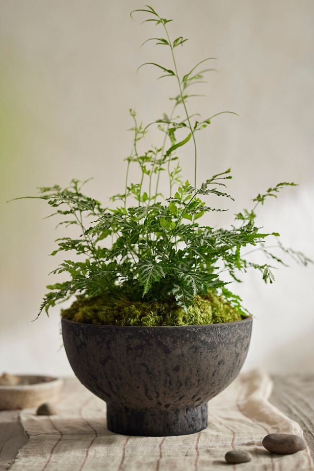 Textured Ceramic Footed Base | AnthroLiving