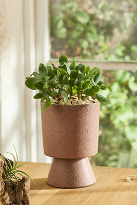 Flare Base Ceramic Pot | AnthroLiving