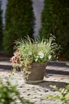 Rivet Rim Galvanized Taper Planter | AnthroLiving