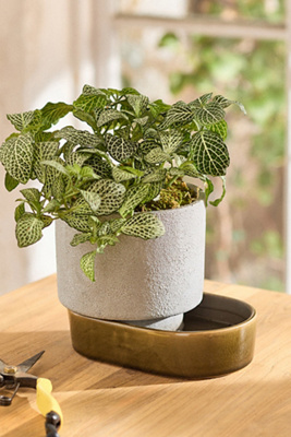 Cement Pot + Basin Set | Anthropologie