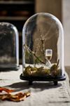 Oval Cloche with Distressed Wood Base | AnthroLiving
