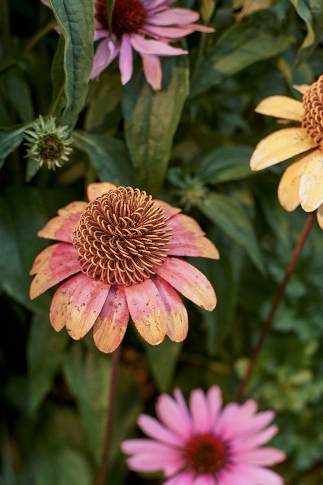 Coneflower Iron Stem | Terrain