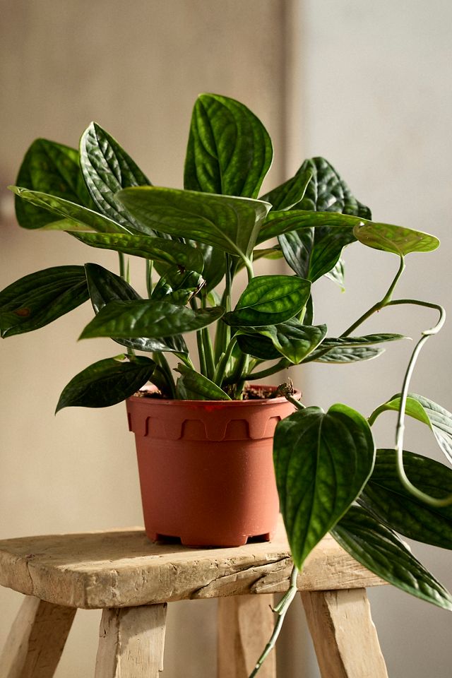 Monstera Peru | Anthropologie