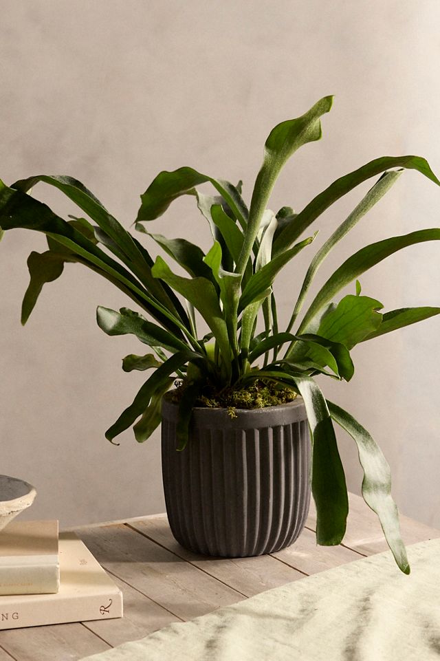 Staghorn Fern | Terrain