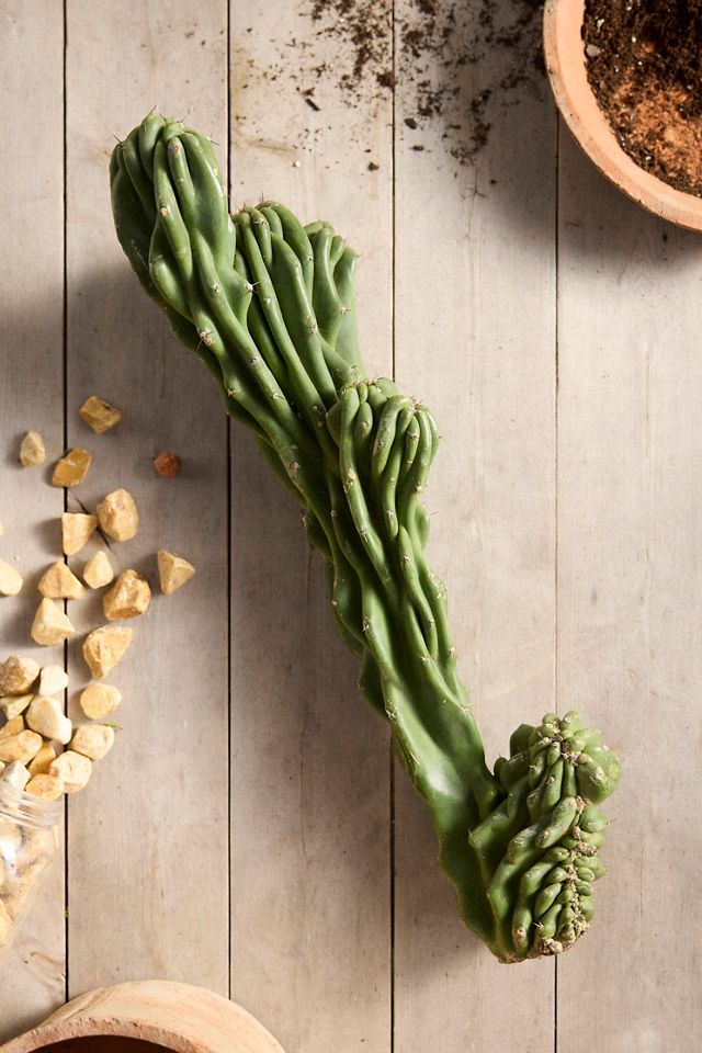 Cereus monstrose Cactus, 18" | Terrain