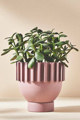 Capra Designs | Anthropologie