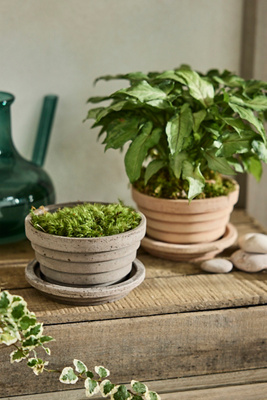 Bergs Mars Pot + Saucer Set | Anthropologie