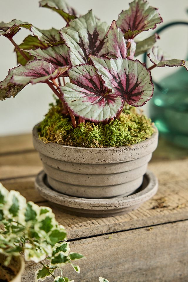 Bergs Mars Pot + Saucer Set | AnthroLiving