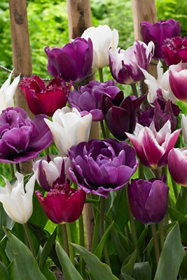 Tulip 'Purple Passion' Bulbs | Terrain