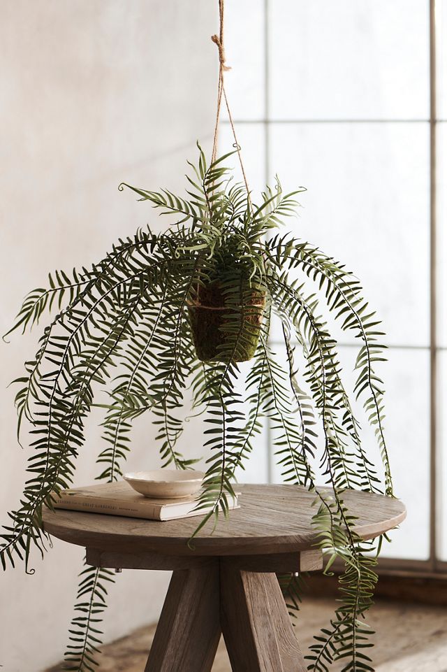 Faux Hanging Fern | Terrain