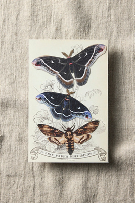 Paper Moths, Set of 3 | AnthroLiving
