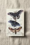Paper Moths, Set of 3 | AnthroLiving