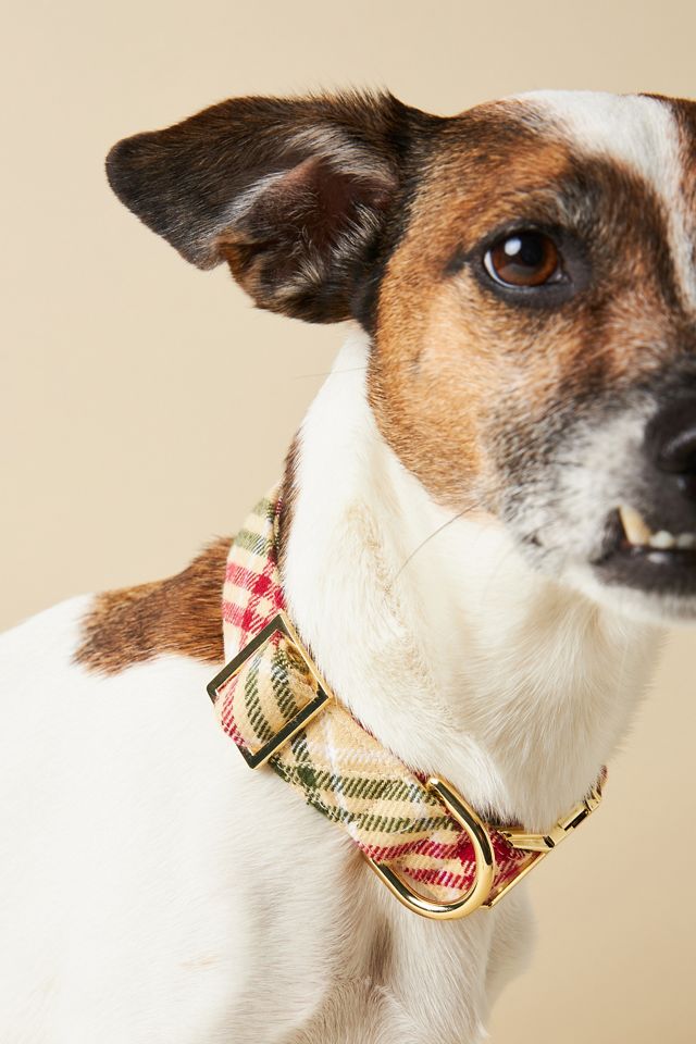 The Foggy Dog Holiday Collar | Anthropologie