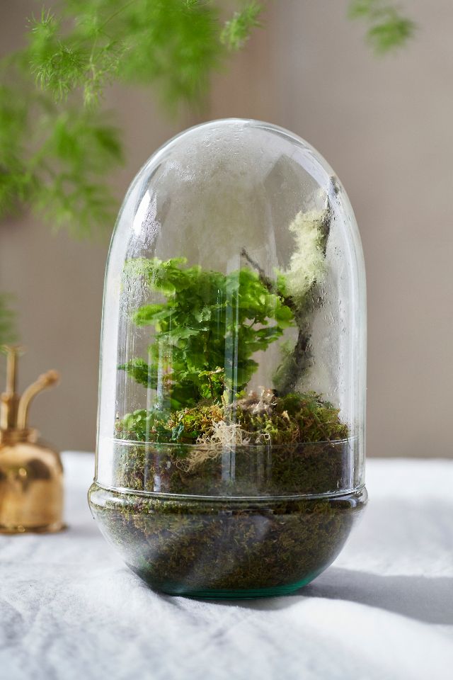 Recycled Glass Oval Terrarium | Anthropologie