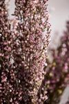 Dried Heather Erica Bunch | AnthroLiving